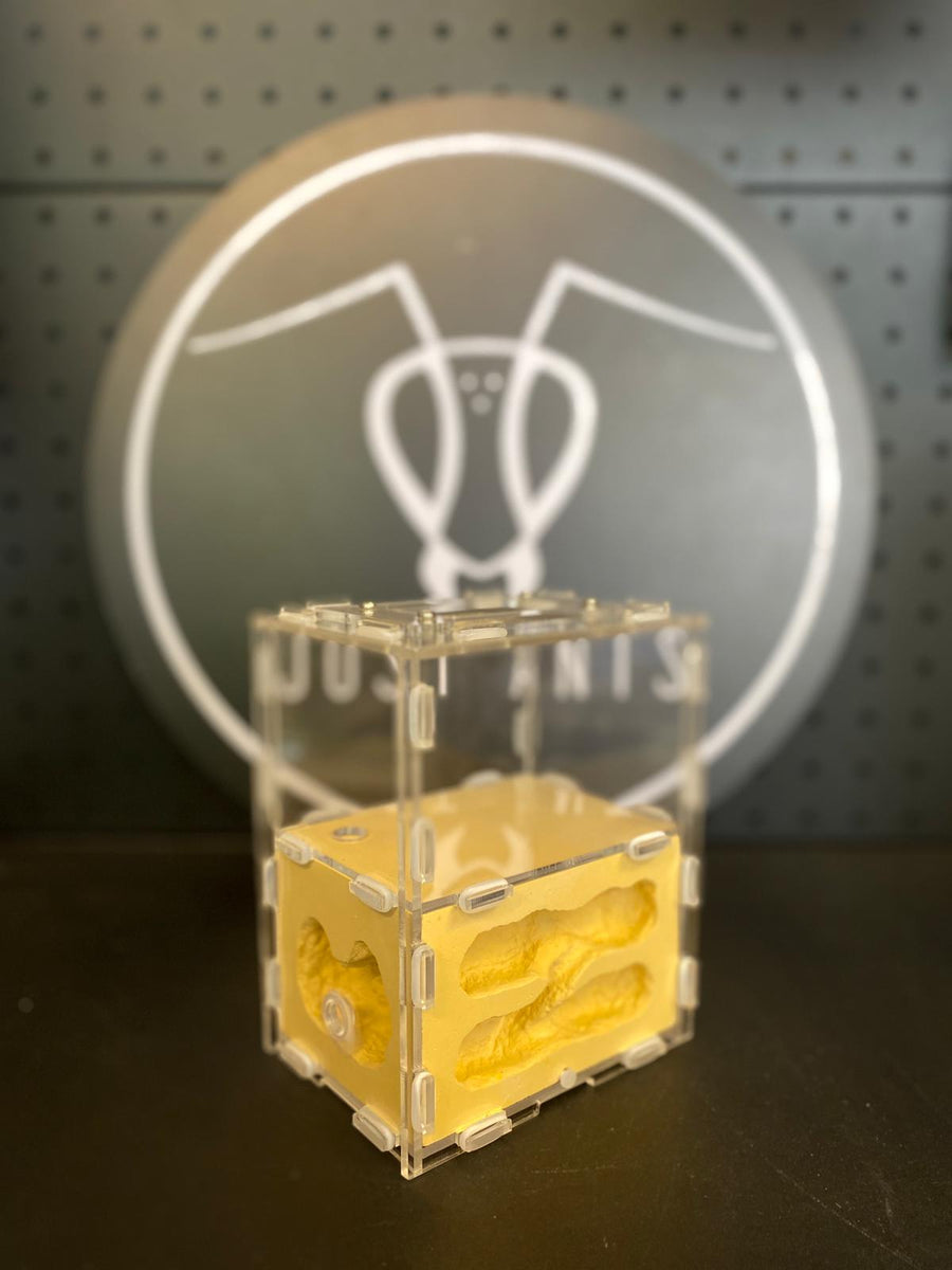 4 Sided Plaster Formicarium – Just Ants