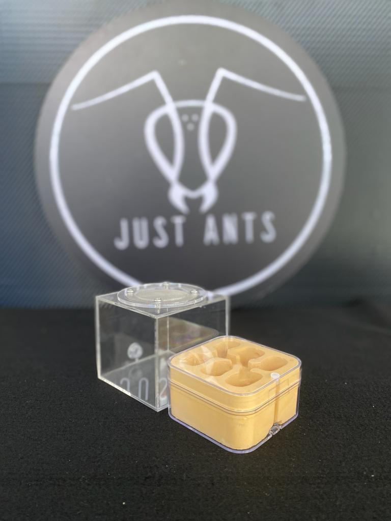 Mini Hybrid Plaster Formicarium – Just Ants