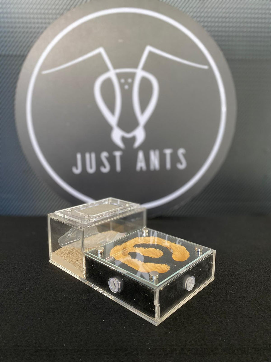 Plaster Hybrid Formicarium – Just Ants