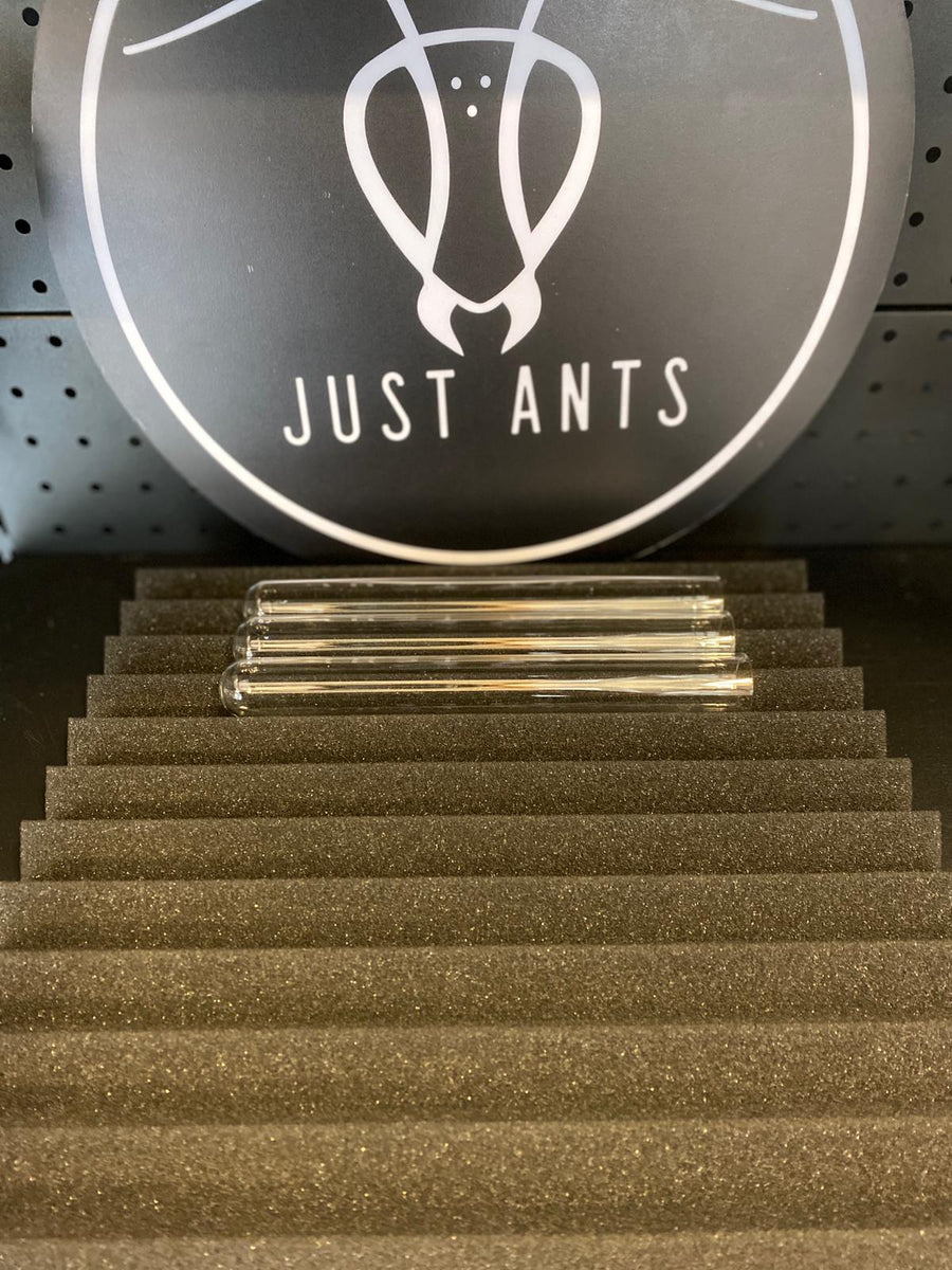 Sponge Test Tube Holder – Just Ants