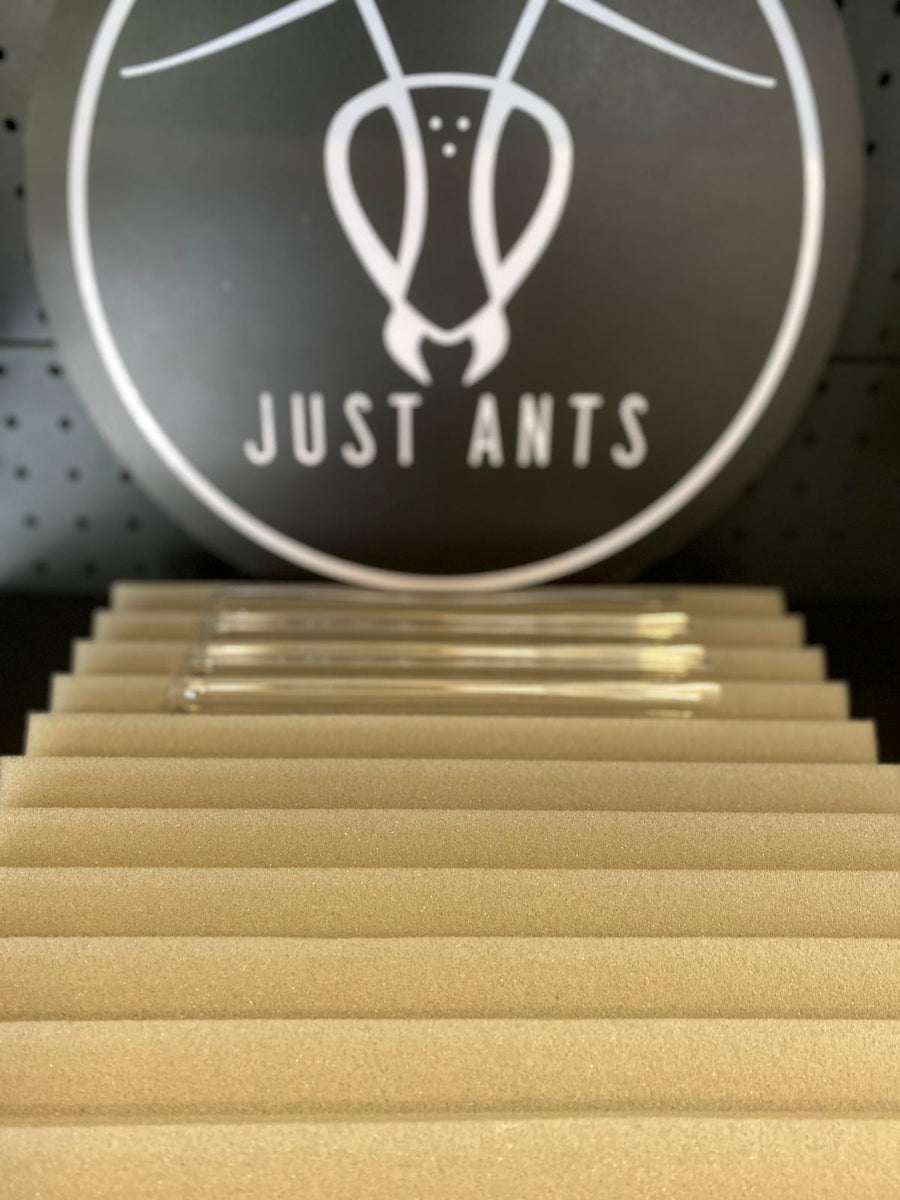 Sponge Test Tube Holder – Just Ants