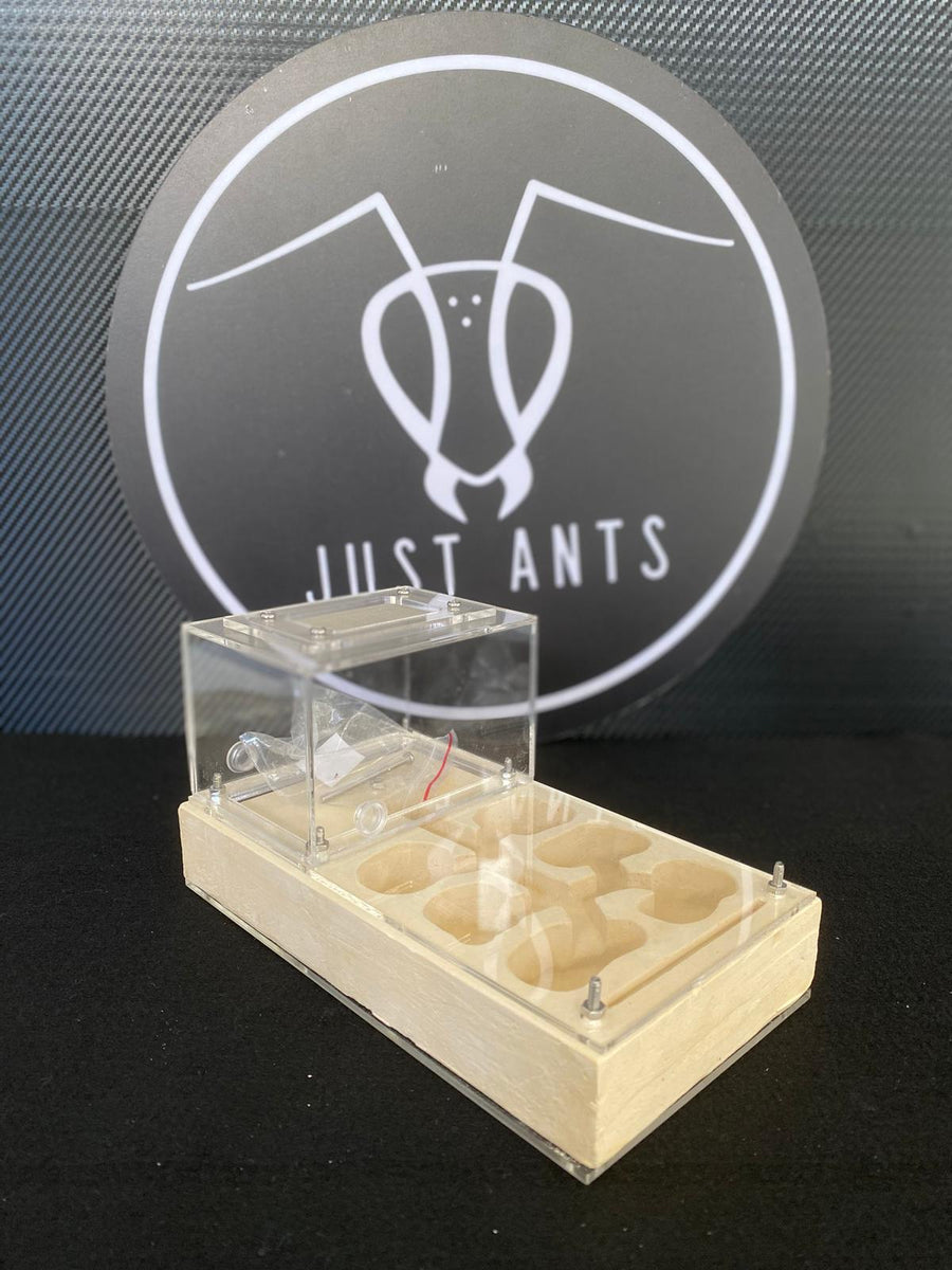 Plaster Hybrid Formicarium - Exposed – Just Ants