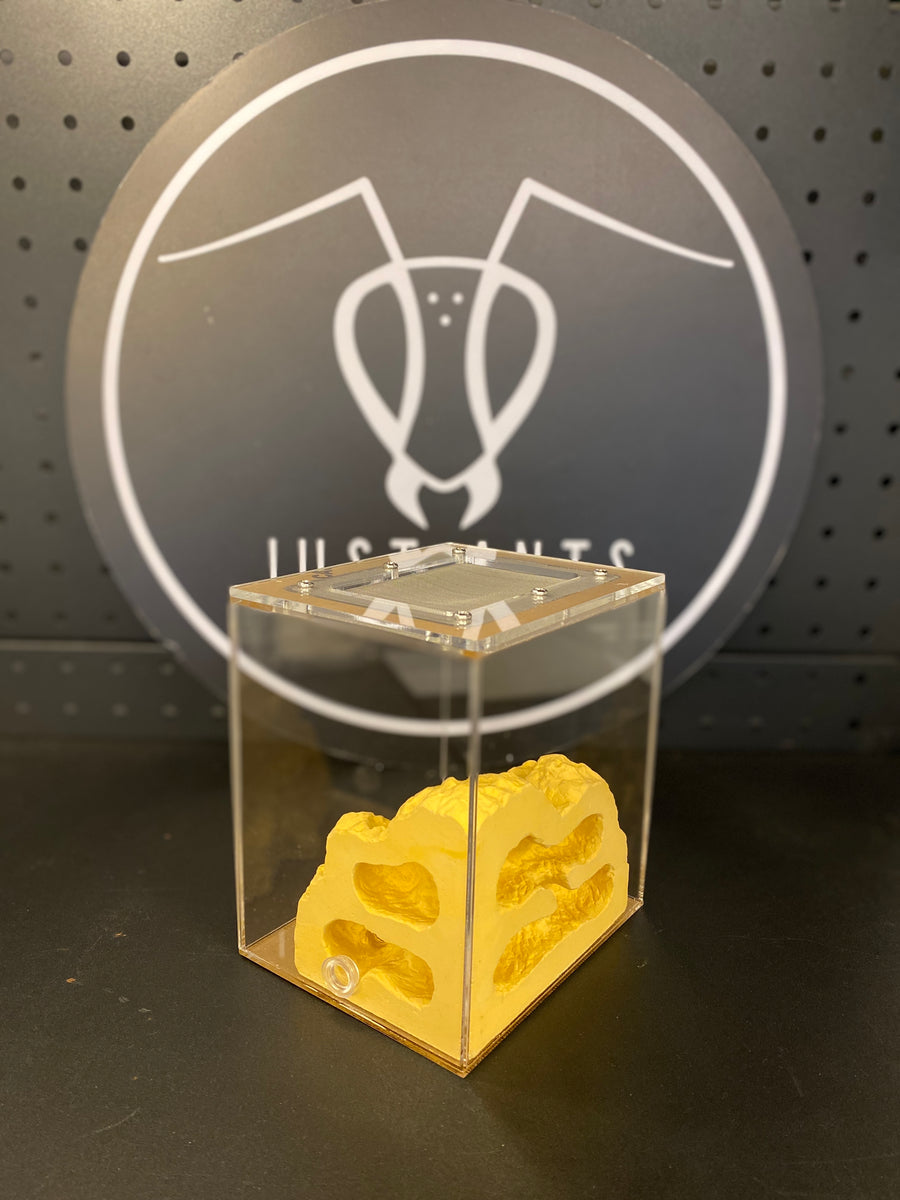 Plaster Formicarium with Detachable Corner Stone – Just Ants