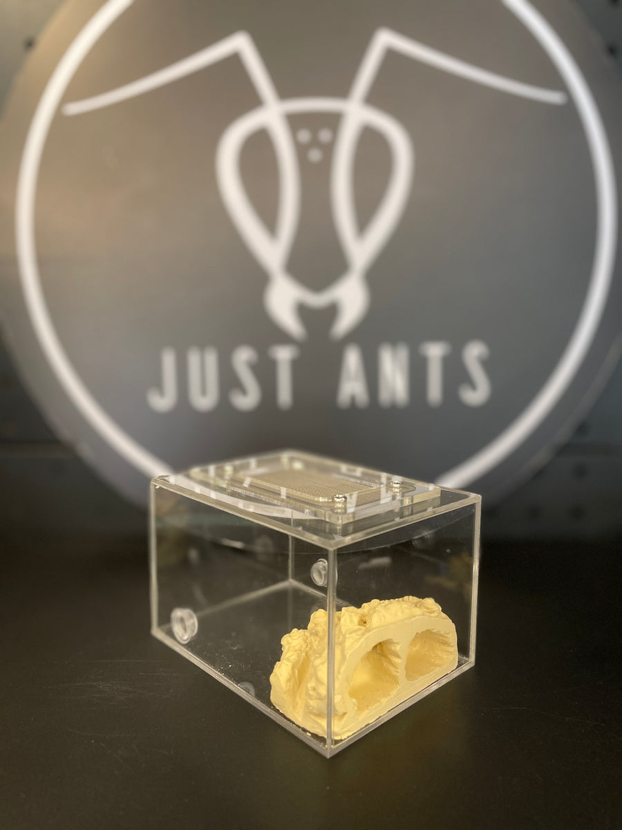 Small Plaster Formicarium with Detachable Corner Stone – Just Ants